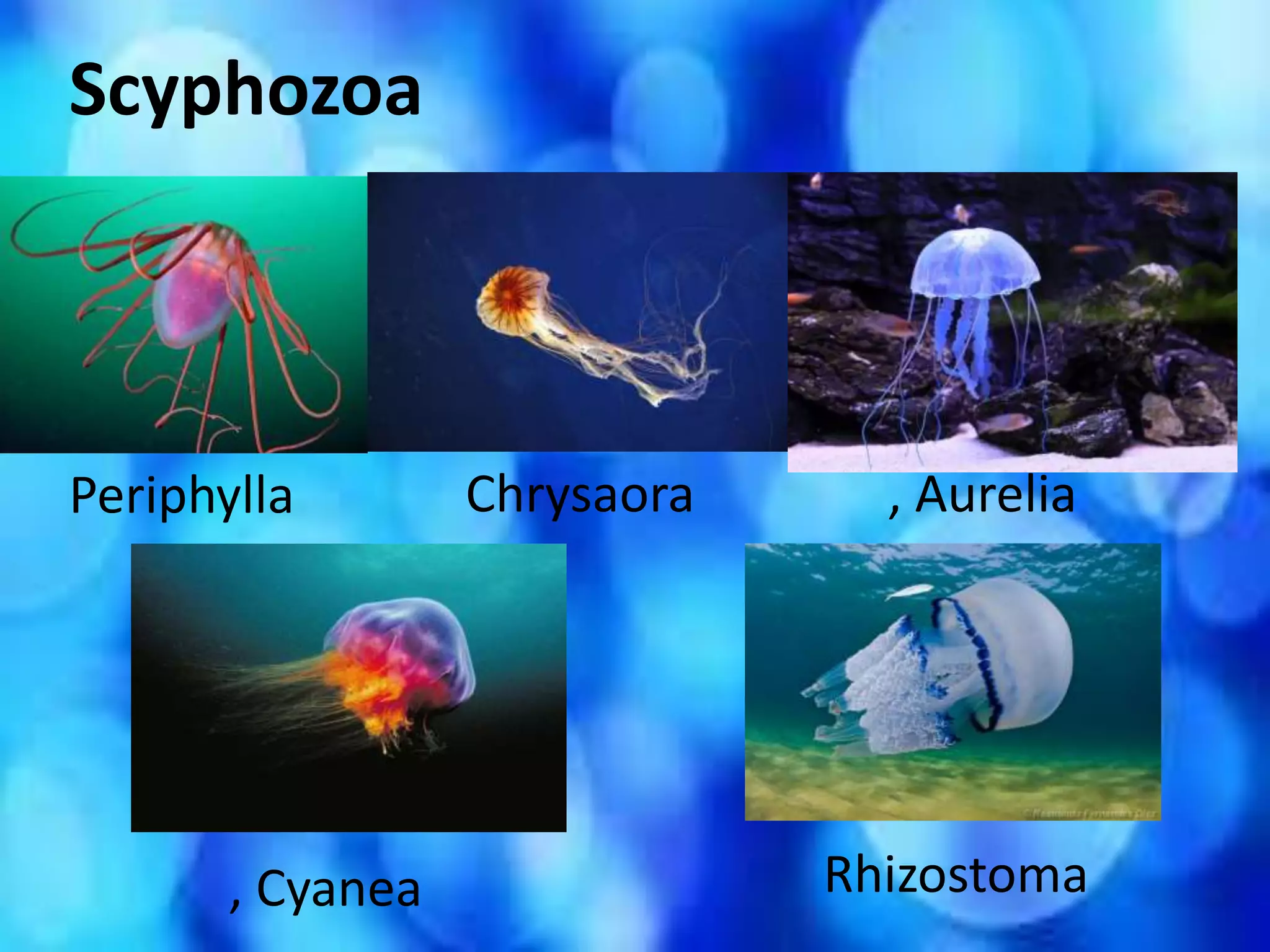 Cnidaria | PPTX