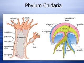 Cnidarians | PPT