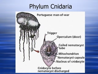 Cnidarians | PPT