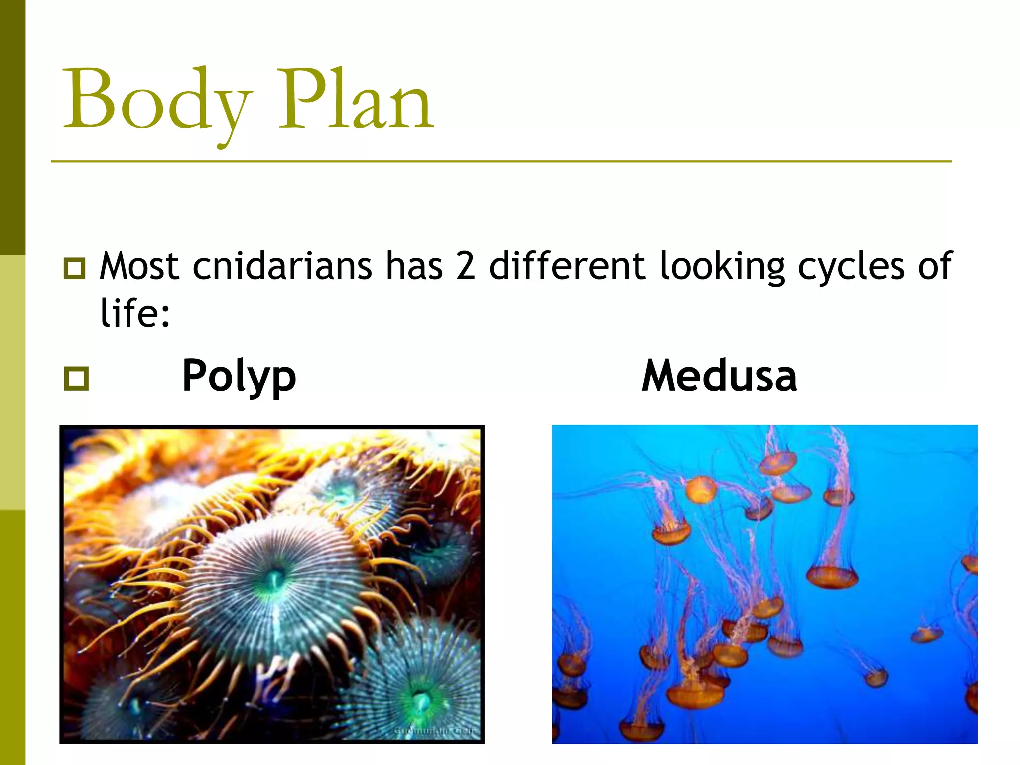 Cnidarians | PPT