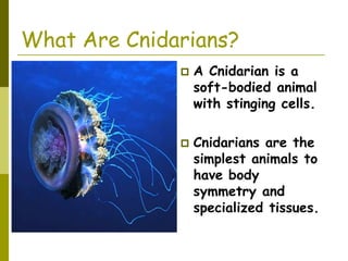 Cnidarians | PPT