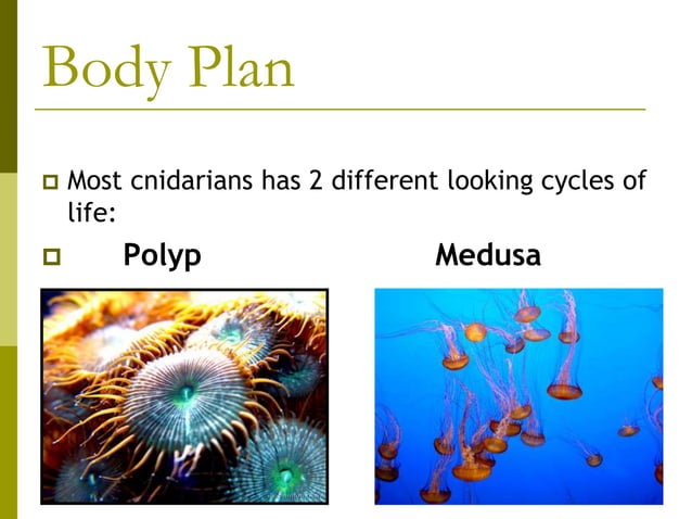 Cnidarians | PPT