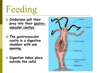 Cnidarians | PPT