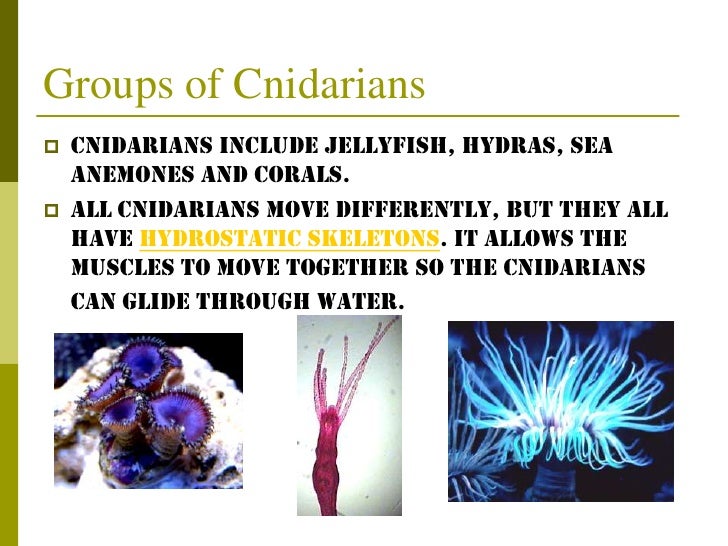 Cnidarians