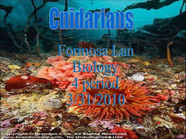 Cnidarians | PPT