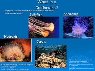 Cnidarians | PPT