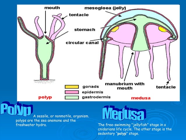 Cnidarians | PPT