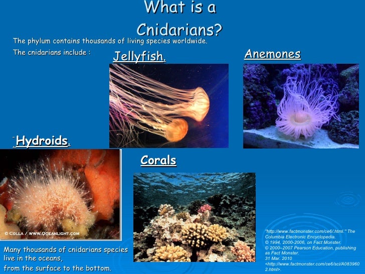 Cnidarians