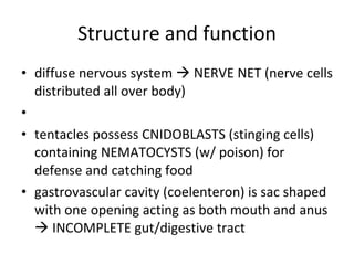 Cnidarians | PPT