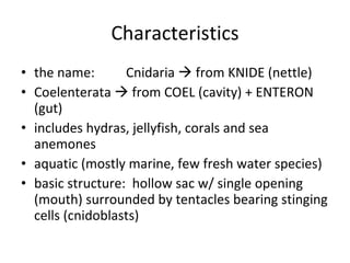 Cnidarians | PPT