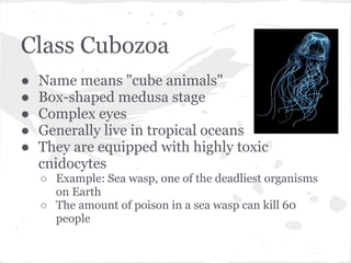 Cnidarians | PDF