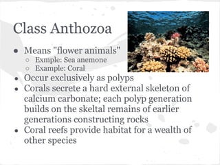 Cnidarians | PDF | Biological Sciences | Science