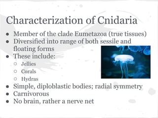 Cnidarians | PDF