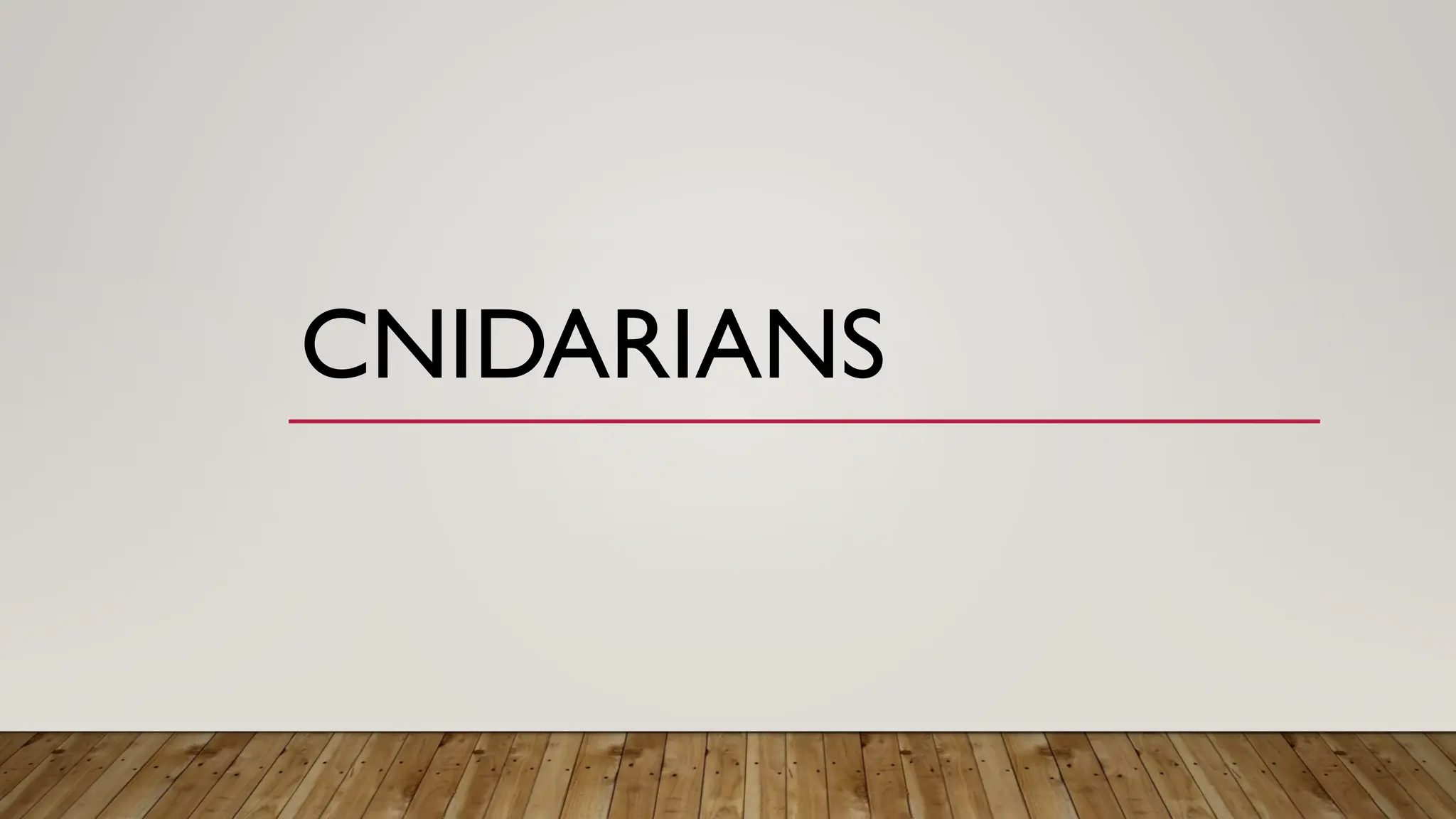 cnidarians biology and internal and external prt pptx | PPTX