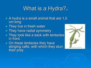 Cnidarians 10 3 alex, pavel, teodor | PPT