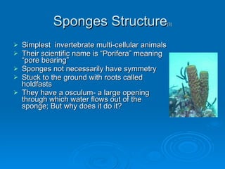 Cnidarians 10 3 alex, pavel, teodor | PPT