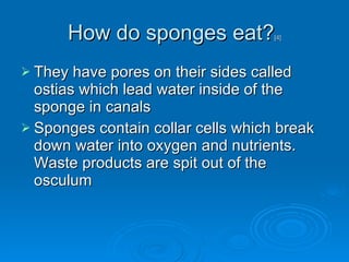 Cnidarians 10 3 alex, pavel, teodor | PPT