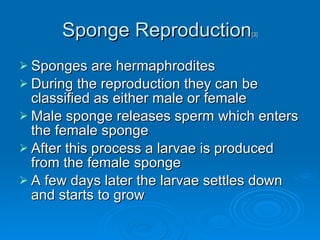 Cnidarians 10 3 alex, pavel, teodor | PPT