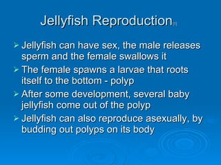 Cnidarians 10 3 alex, pavel, teodor | PPT