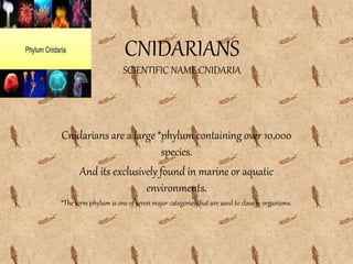Cnidarians | PPT