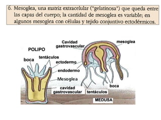 Cnidarios y Ctenóforos | PPTX
