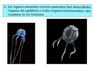 Cnidarios y Ctenóforos | PPTX