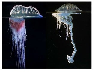 Cnidarios y Ctenóforos | PPTX
