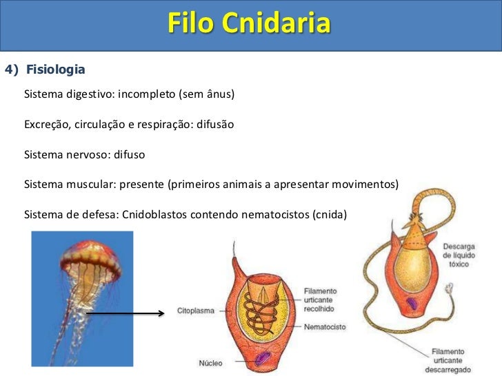Biologia - Cnidarios