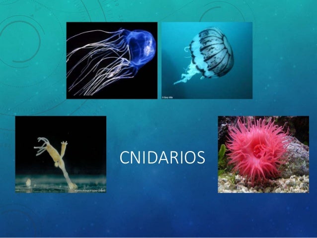 Cnidarios