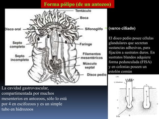 Presentación del filo Cnidarios: Reproducción, Desarrollo, estructura ...