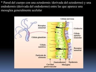 Presentación del filo Cnidarios: Reproducción, Desarrollo, estructura ...