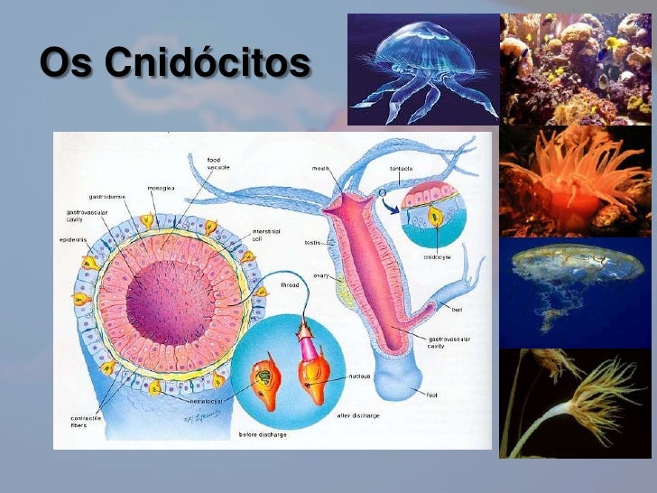 Cnidária