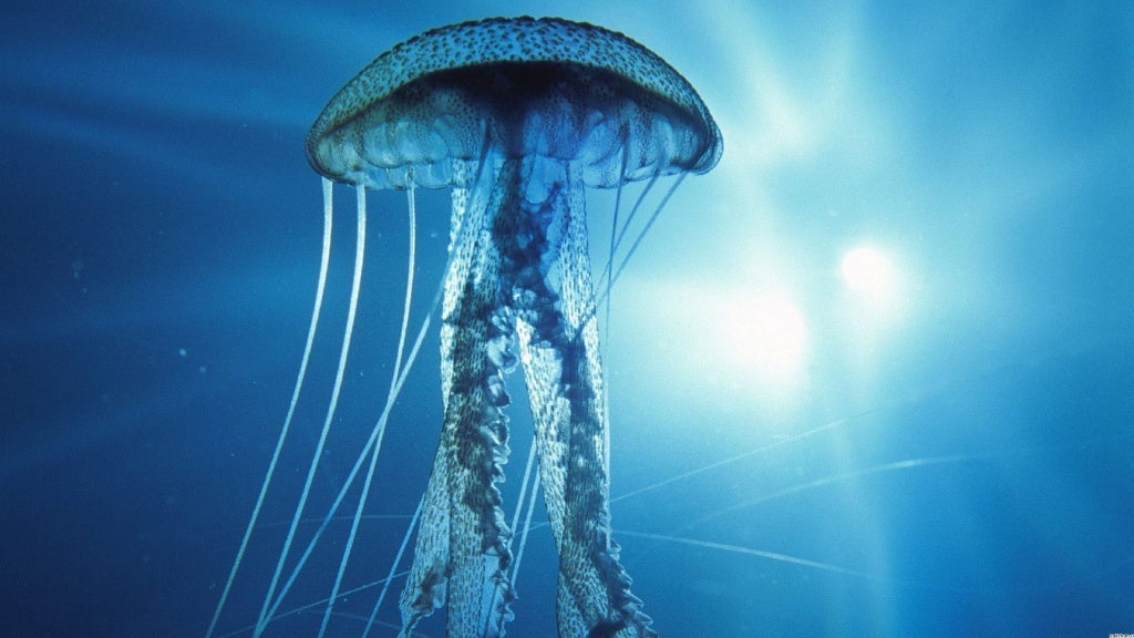 Cnidários ou Celenterados