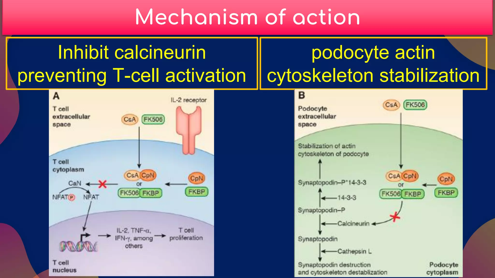 Calcineurin inhibitors in lupus nephritis. | PDF