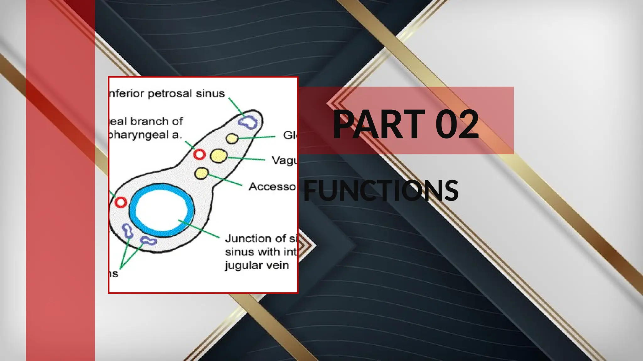 Glossopharyngeal Nerve: Anatomy, Function & Clinical Significance. IX ...