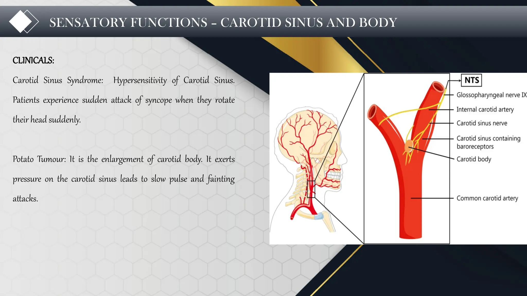 Glossopharyngeal Nerve: Anatomy, Function & Clinical Significance. IX Cranial Nerve Pathways ...