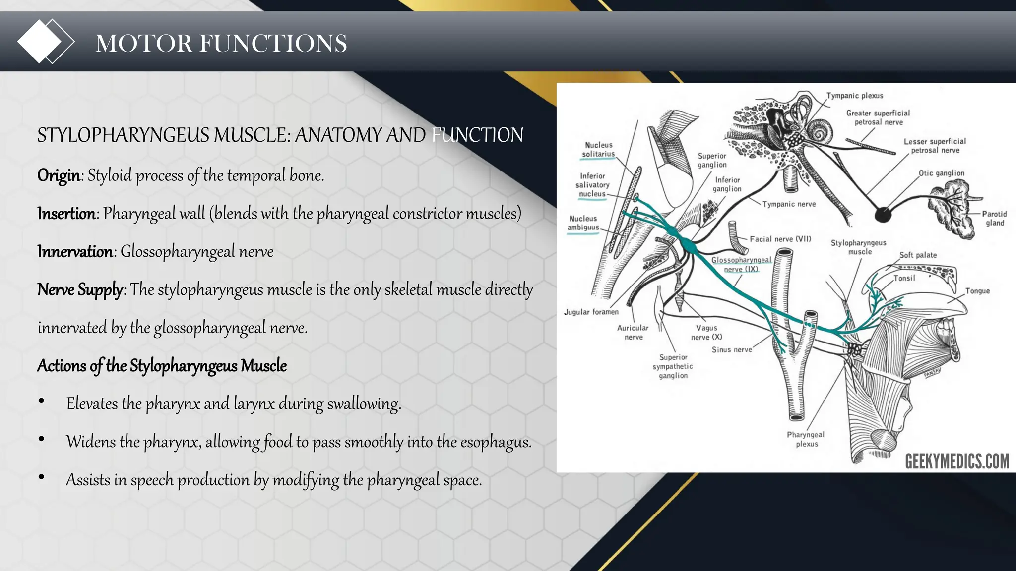 Glossopharyngeal Nerve: Anatomy, Function & Clinical Significance. IX ...