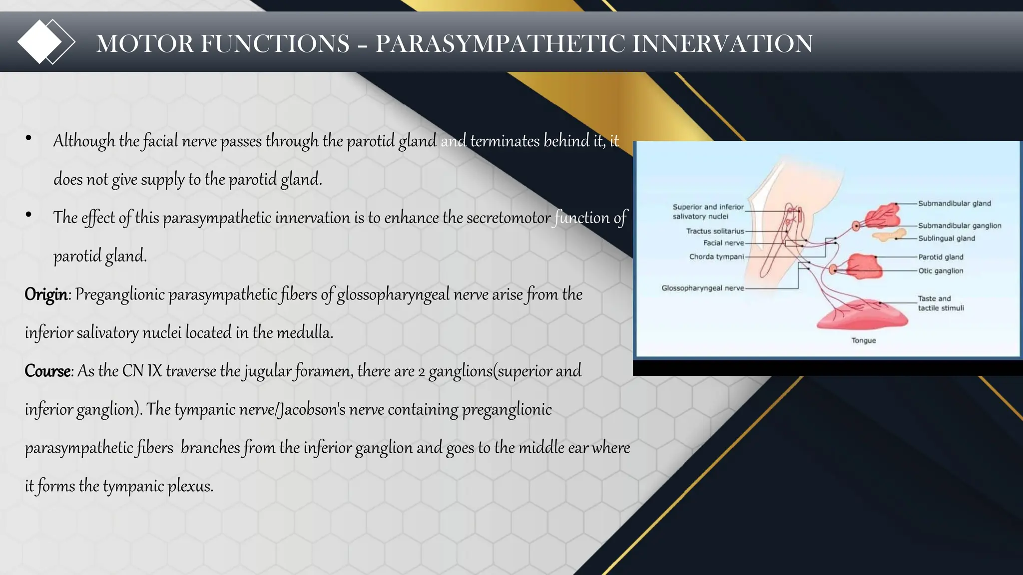 Glossopharyngeal Nerve: Anatomy, Function & Clinical Significance. IX ...