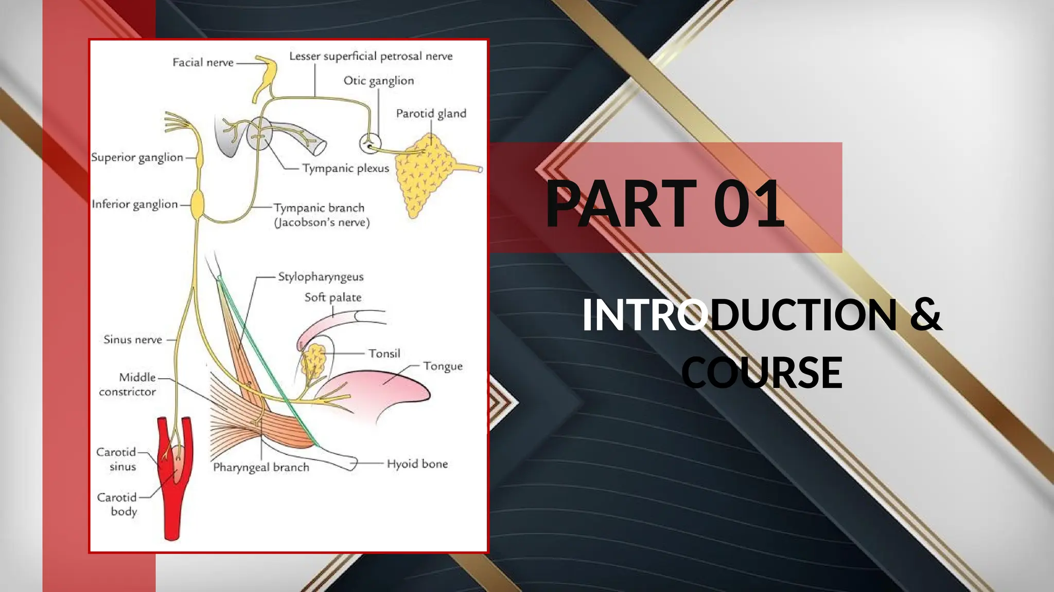 Glossopharyngeal Nerve: Anatomy, Function & Clinical Significance. IX ...