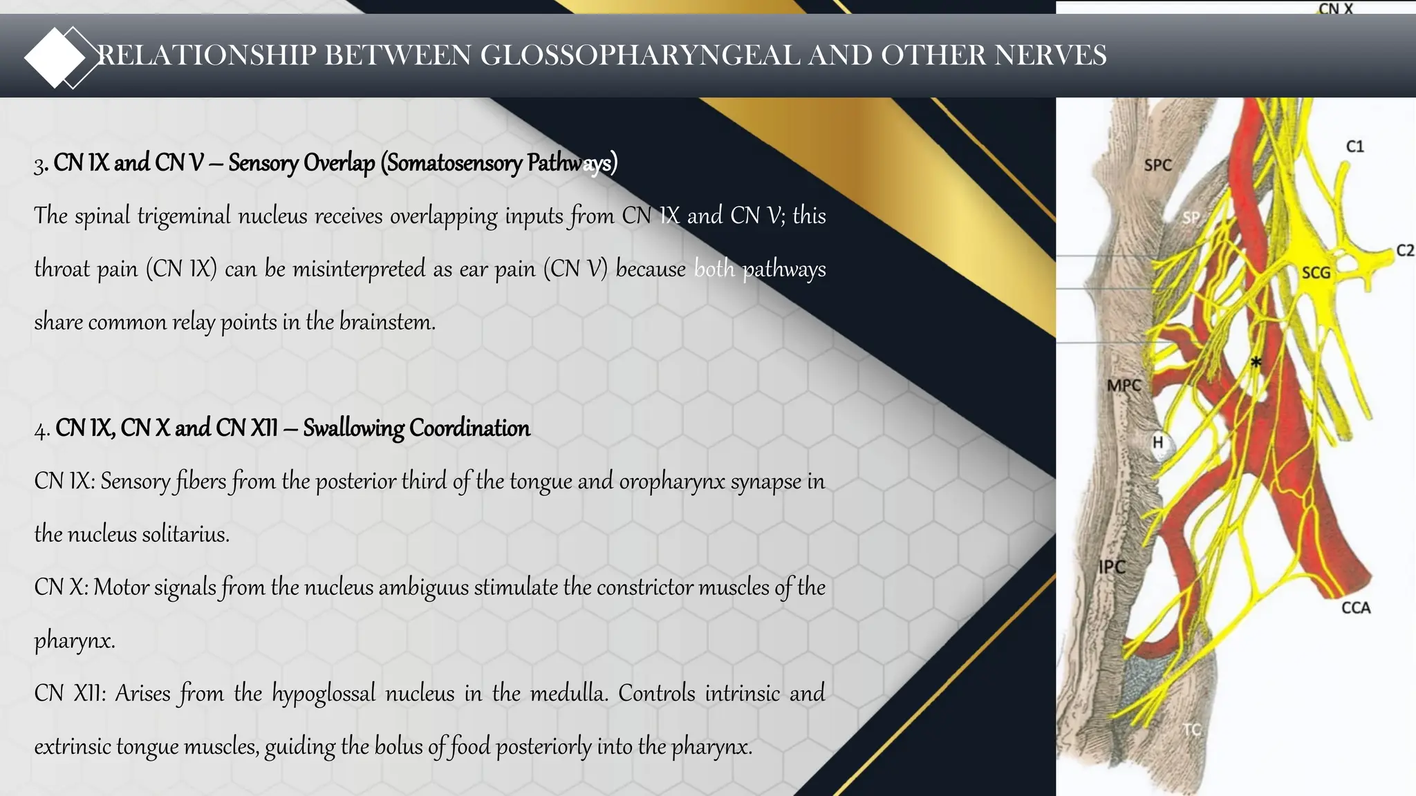 Glossopharyngeal Nerve: Anatomy, Function & Clinical Significance. IX ...