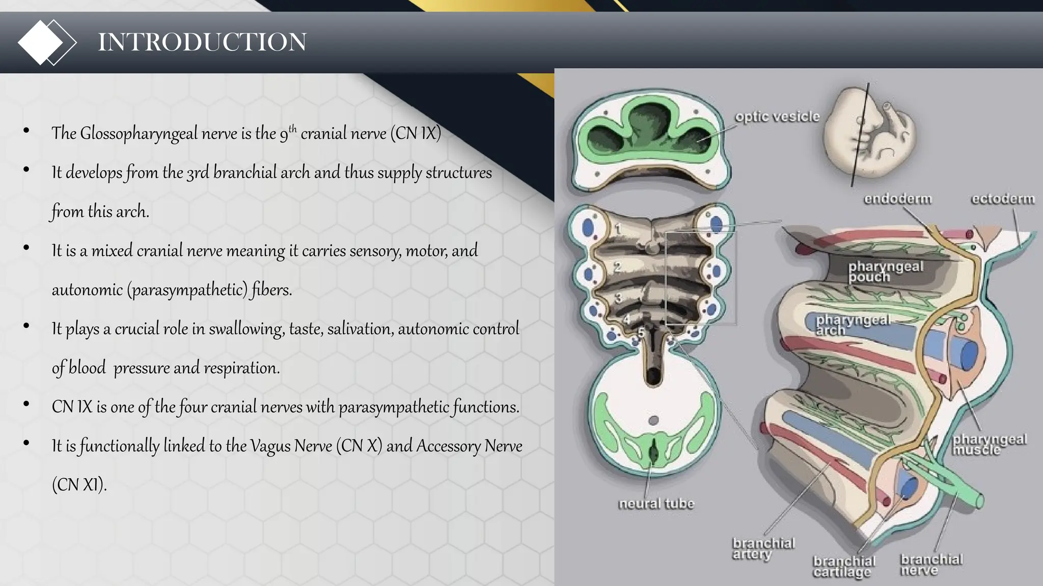 Glossopharyngeal Nerve: Anatomy, Function & Clinical Significance. IX ...