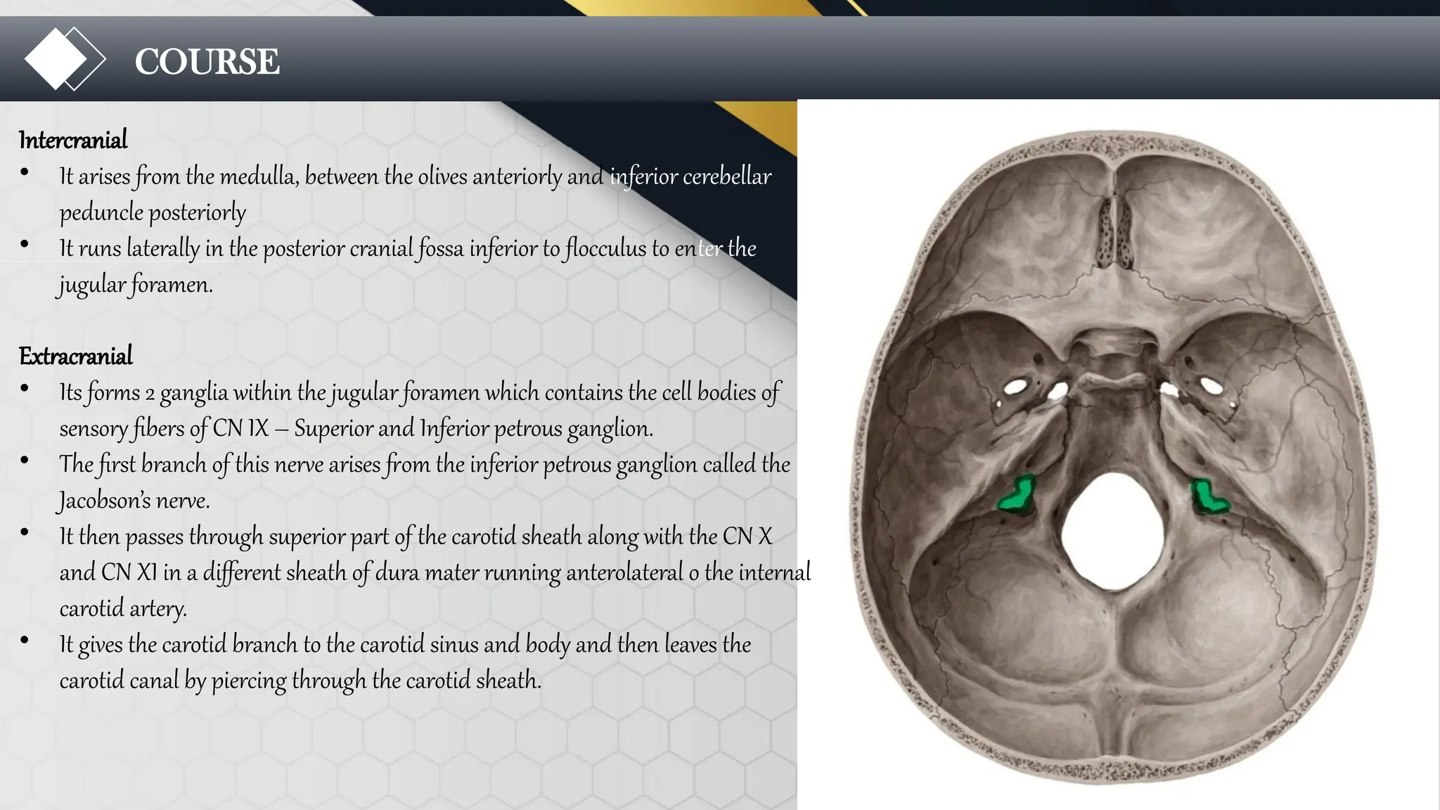 Glossopharyngeal Nerve: Anatomy, Function & Clinical Significance. IX ...