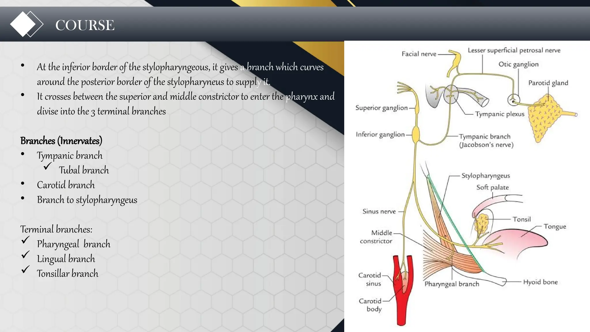 Glossopharyngeal Nerve: Anatomy, Function & Clinical Significance. IX ...