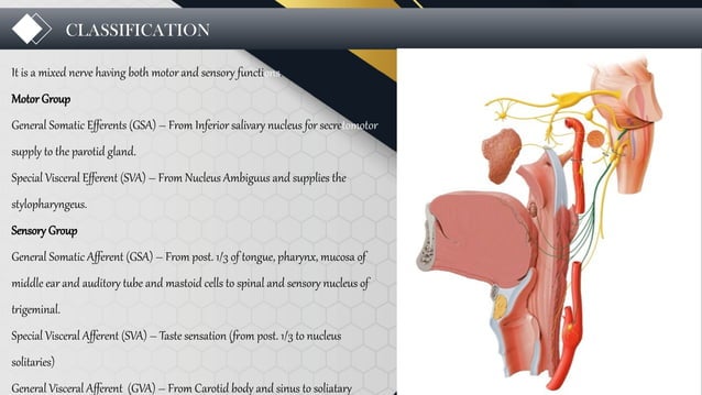 Glossopharyngeal Nerve: Anatomy, Function & Clinical Significance. IX ...