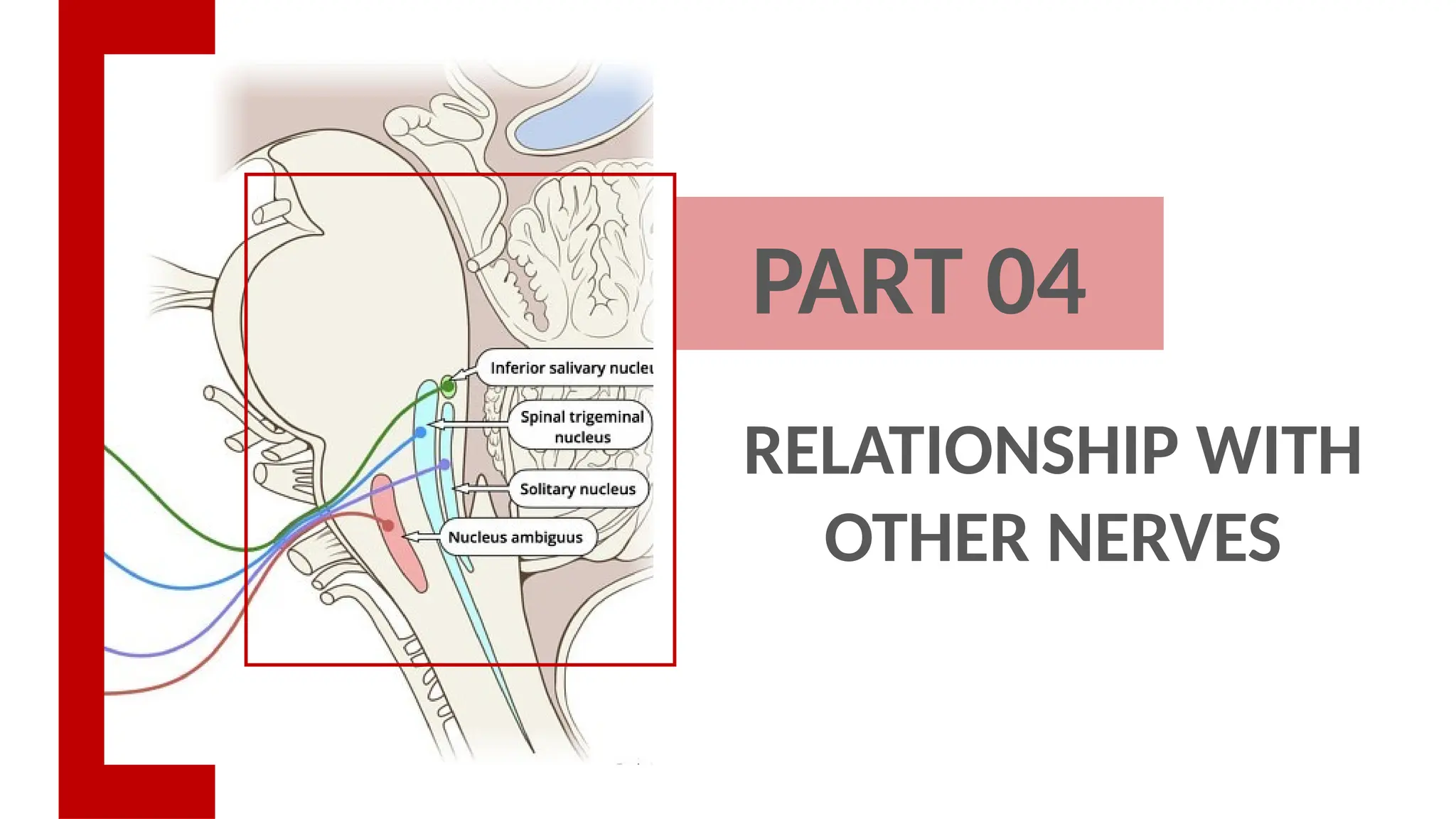 Glossopharyngeal Nerve: Anatomy, Function & Clinical Significance. IX Cranial Nerve Pathways ...