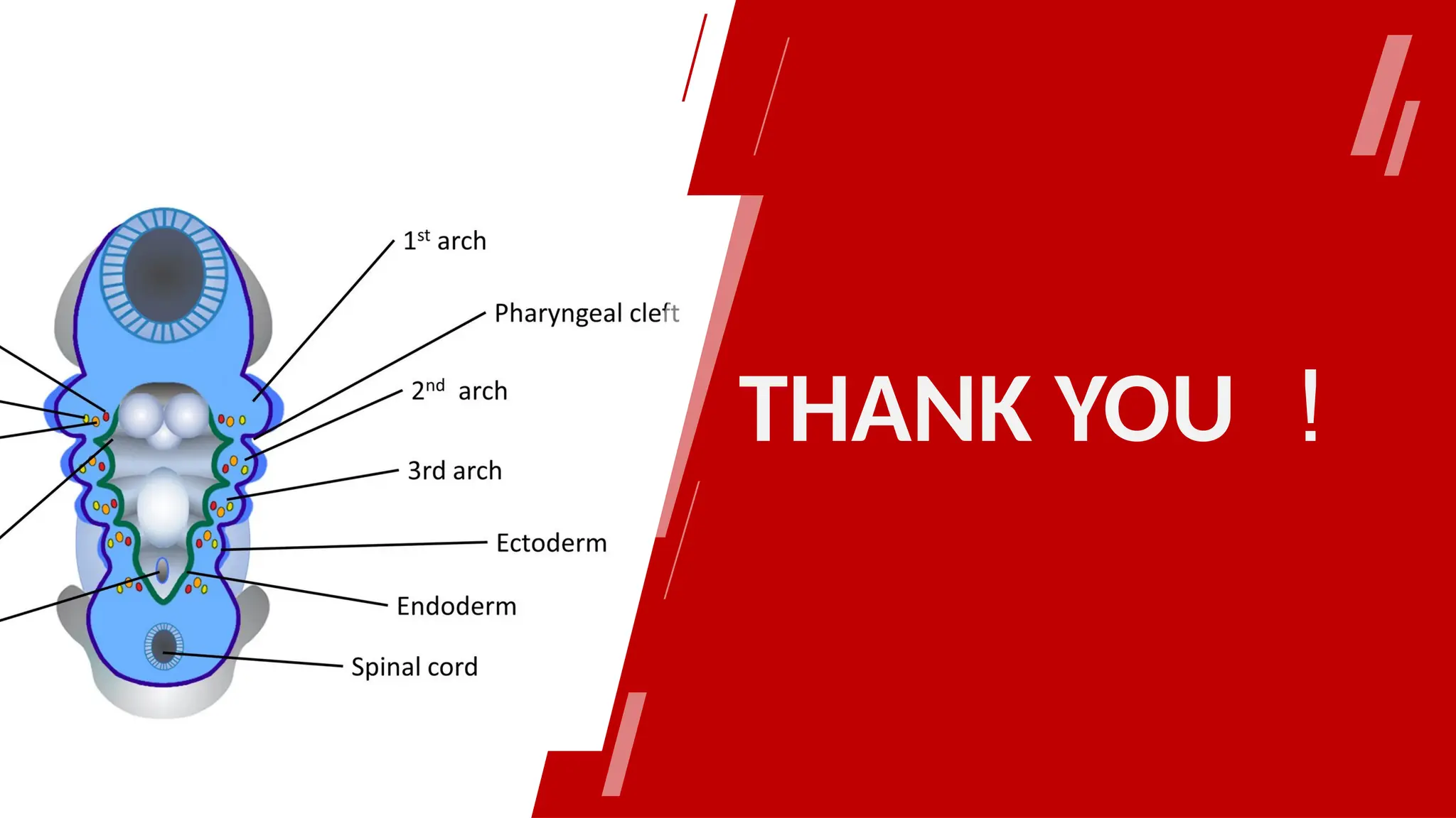 Glossopharyngeal Nerve: Anatomy, Function & Clinical Significance. IX ...