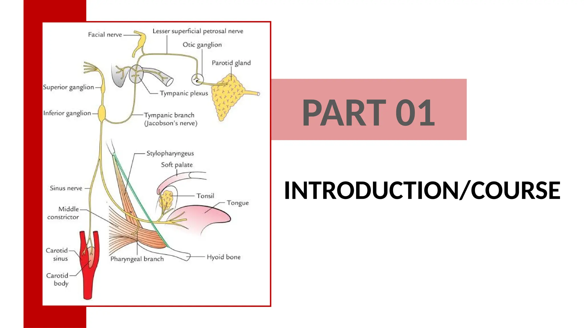 Glossopharyngeal Nerve: Anatomy, Function & Clinical Significance. IX Cranial Nerve Pathways ...