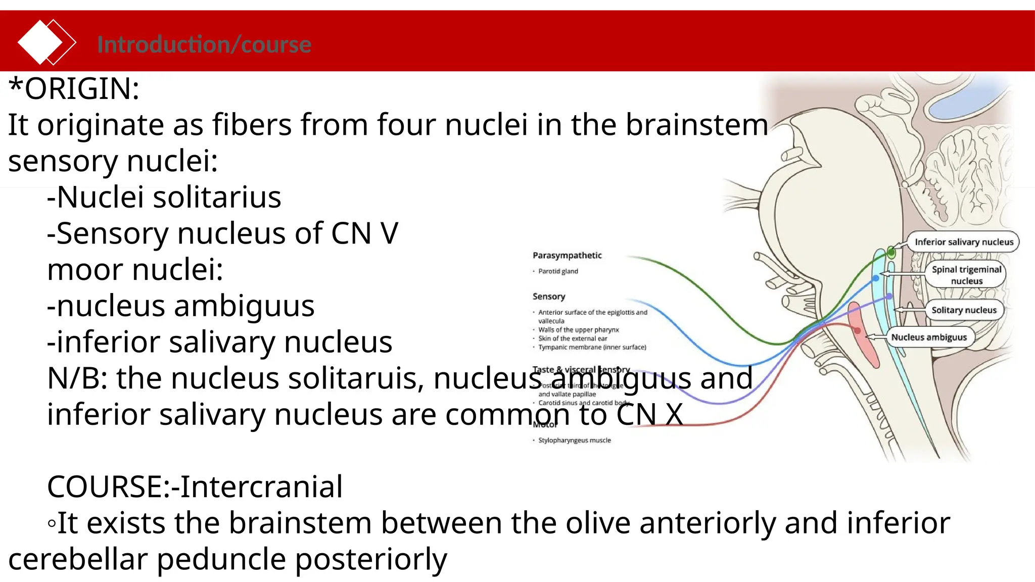 Glossopharyngeal Nerve: Anatomy, Function & Clinical Significance. IX ...