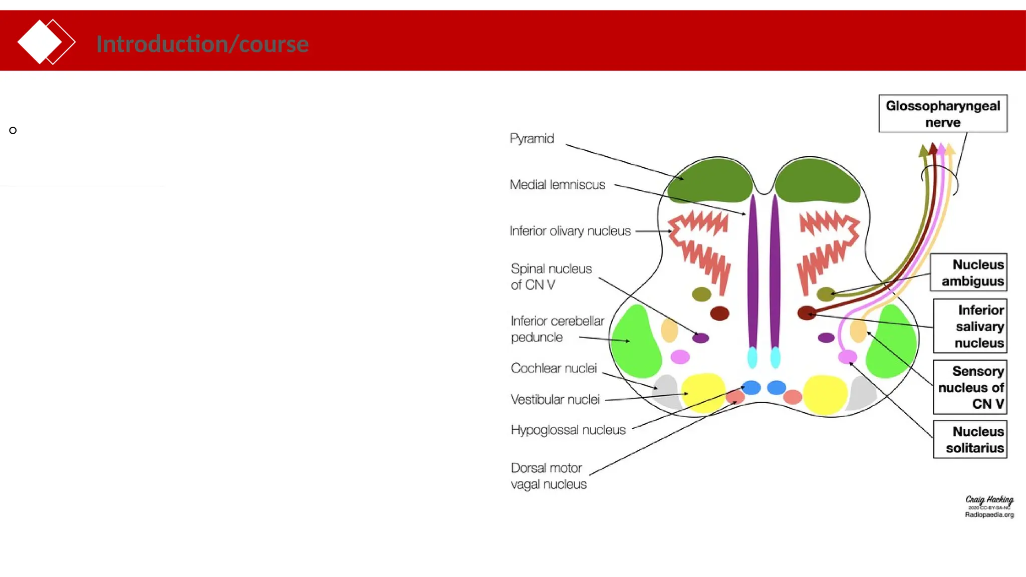 Glossopharyngeal Nerve: Anatomy, Function & Clinical Significance. IX ...