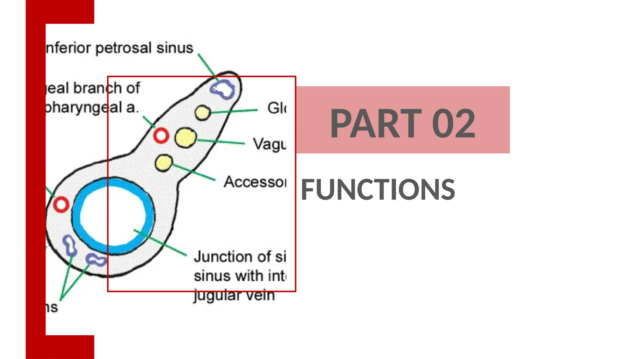 Glossopharyngeal Nerve: Anatomy, Function & Clinical Significance. IX ...